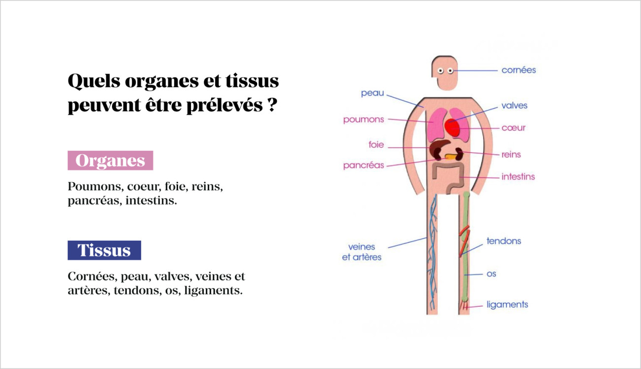 Don d'organes : le guide pour tout comprendre